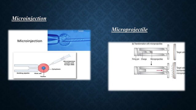 Introduction of dna into non bacterial cells | PPTX