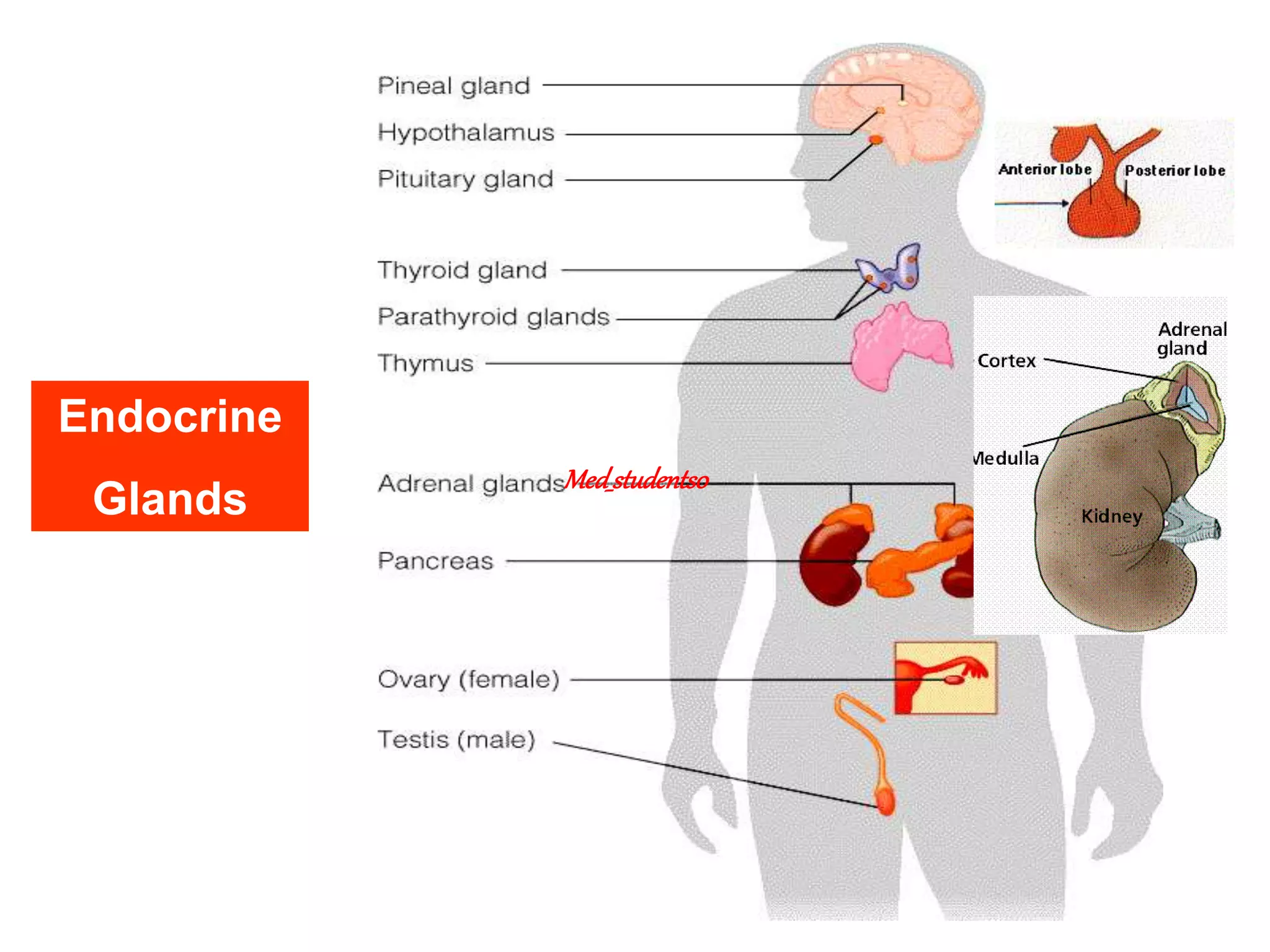 Introduction of endocrine | PPT