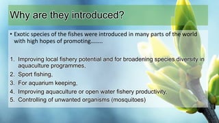 Introduction of exotic fish & its impact | PPTX