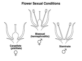Introduction of flower | PPT