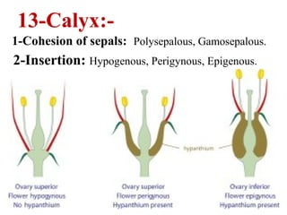 Introduction of flower | PPT