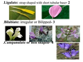 Introduction of flower | PPT