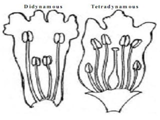 Introduction of flower | PPT