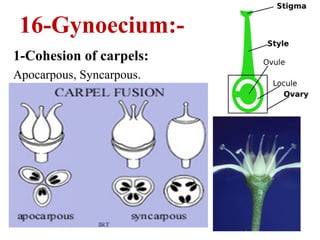 Introduction of flower | PPT