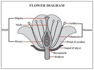 Introduction of flower | PPT