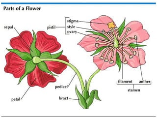 Introduction of flower | PPT