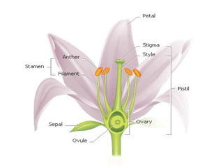 Introduction of flower | PPT