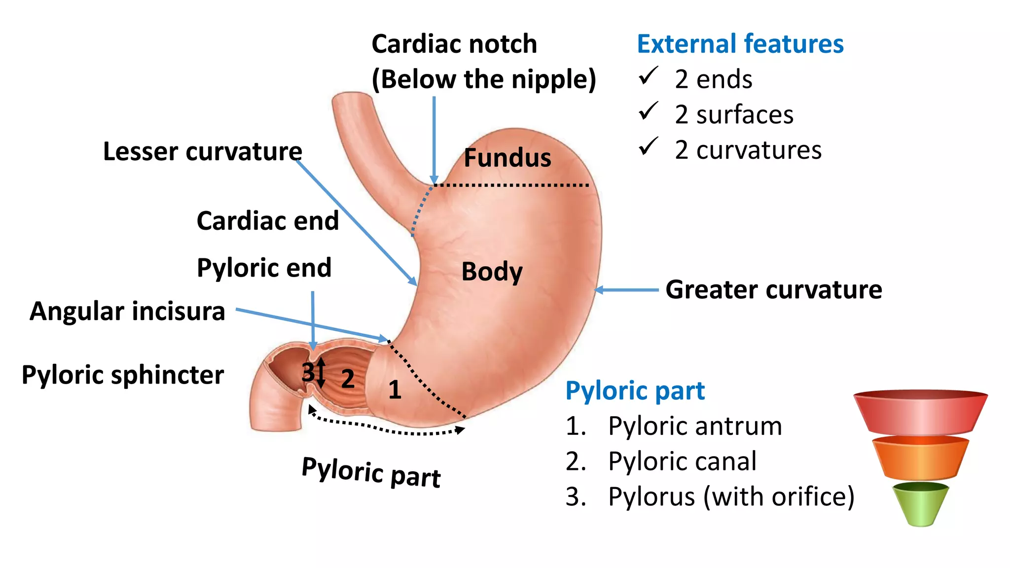 Introduction of GIT and stomach | PDF