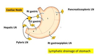 Introduction of GIT and stomach | PDF