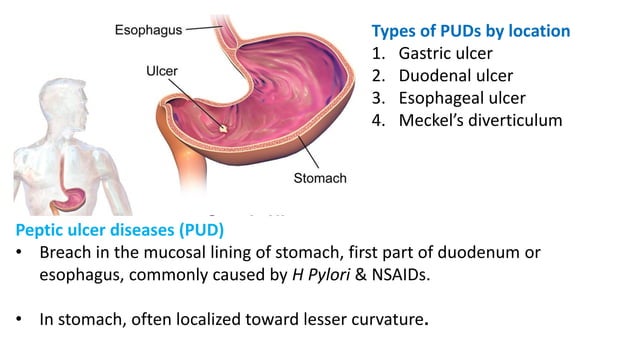 Introduction of GIT and stomach | PDF