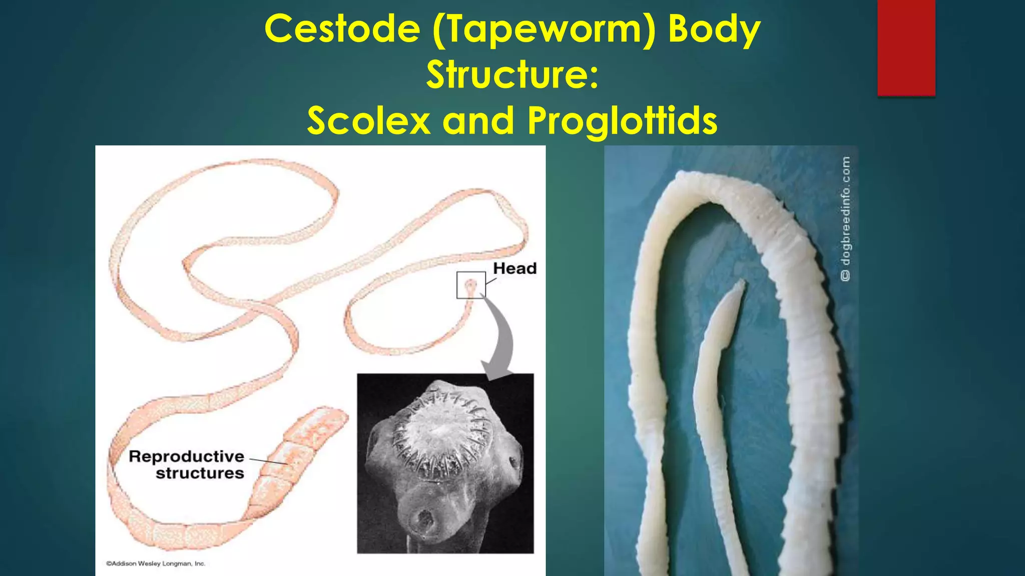 Introduction of helminthology | PPTX