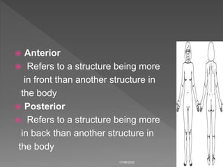 Introduction of human anatomy | PPTX