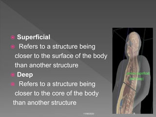 Introduction of human anatomy | PPTX