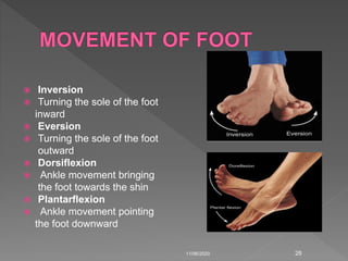 Introduction of human anatomy | PPTX