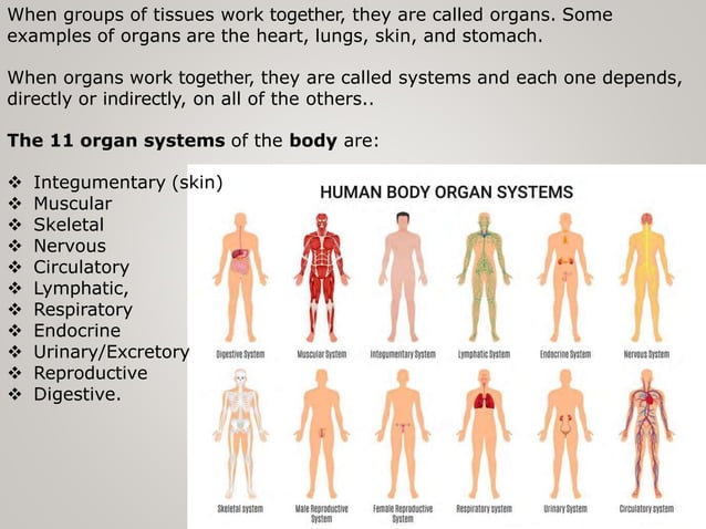 Introduction of Human Anatony and Physiology.pptx