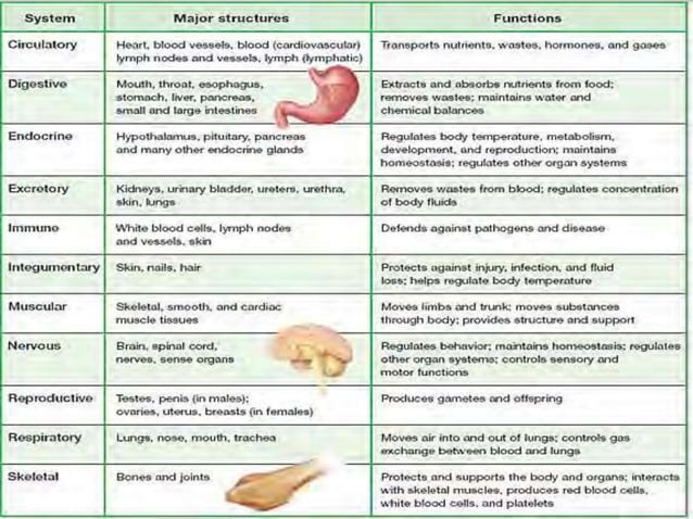 Introduction of Human Anatony and Physiology.pptx