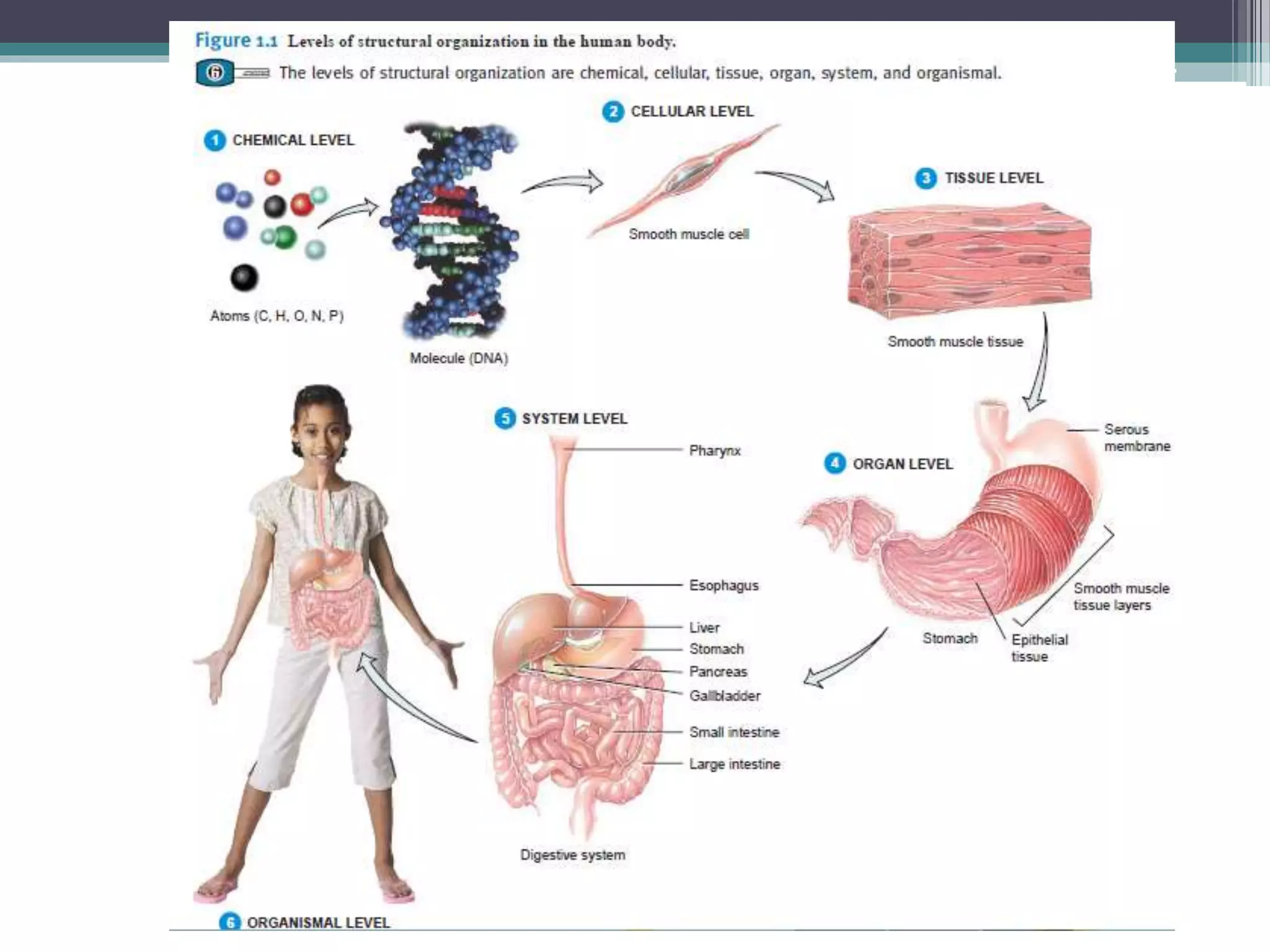 Introduction of Human Body.pptx