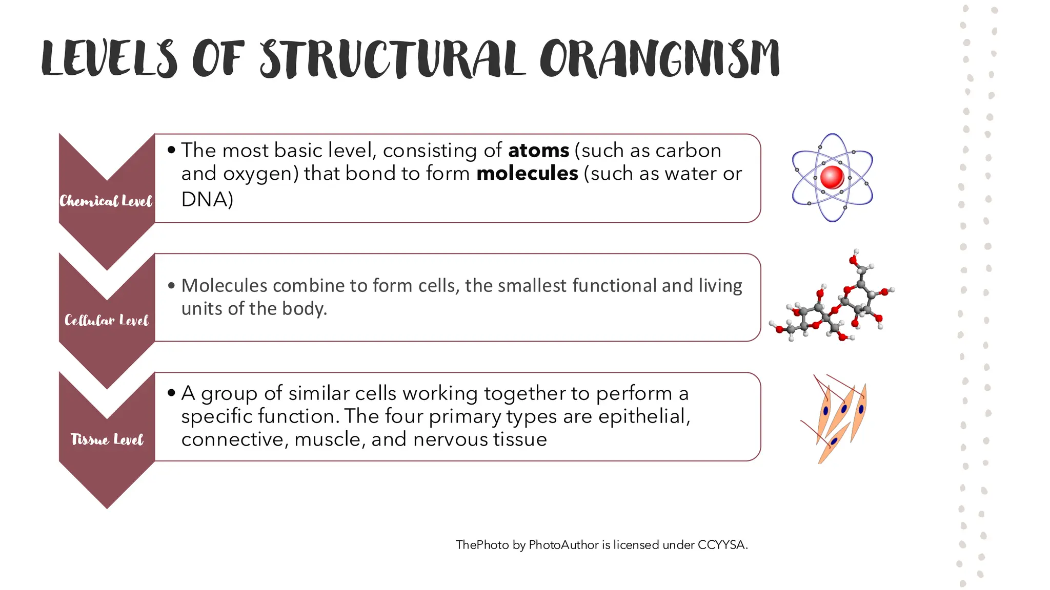 INTRODUCTION OF HUMAN BODY(LEVELS OF STRUCTURAL ORANGNISM).pdf