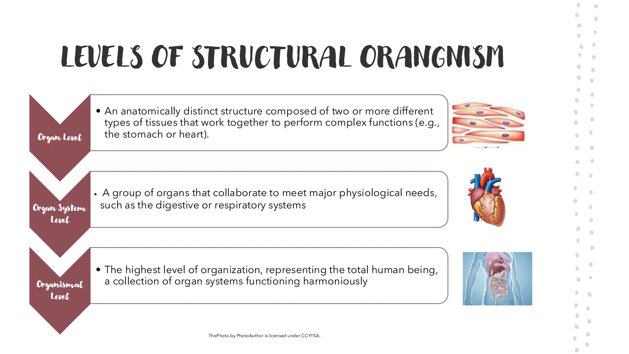 INTRODUCTION OF HUMAN BODY(LEVELS OF STRUCTURAL ORANGNISM).pdf