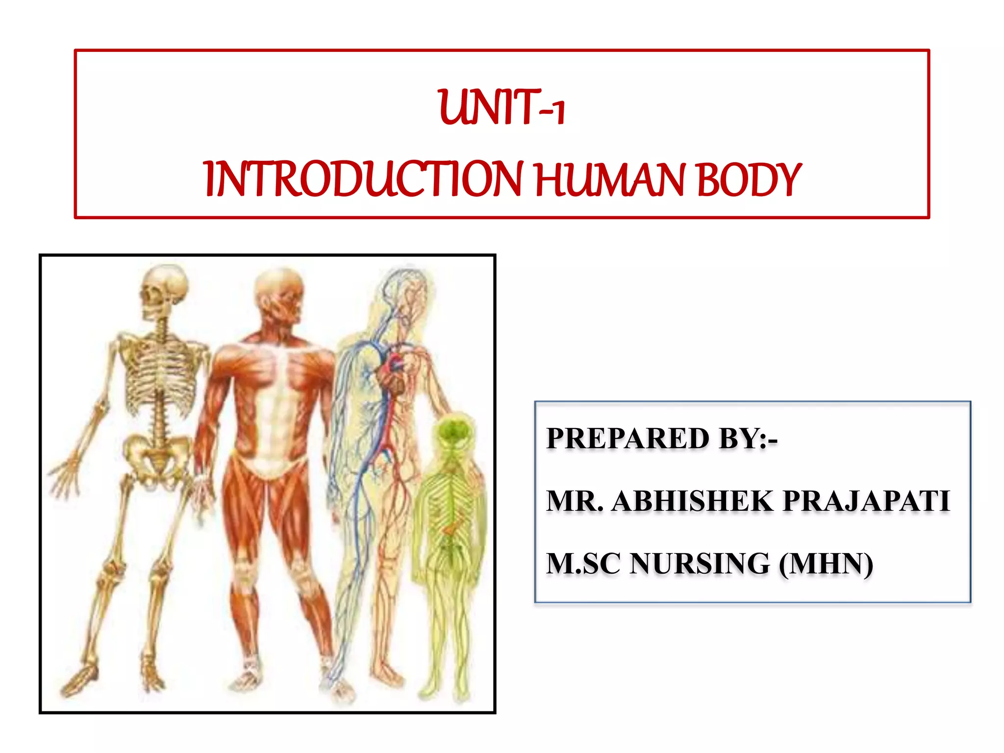 INTRODUCTION OF HUMAN BODY (ANATOMY & PHYSIOLOGY).pptx | Lung and ...