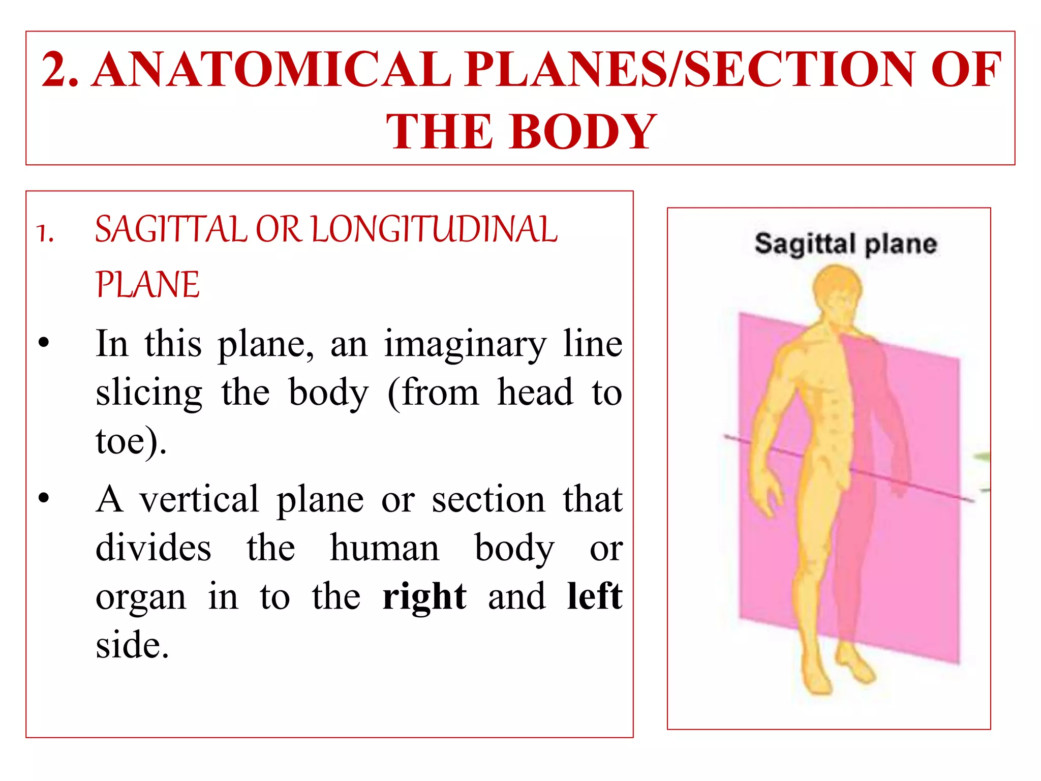 INTRODUCTION OF HUMAN BODY (ANATOMY & PHYSIOLOGY).pptx