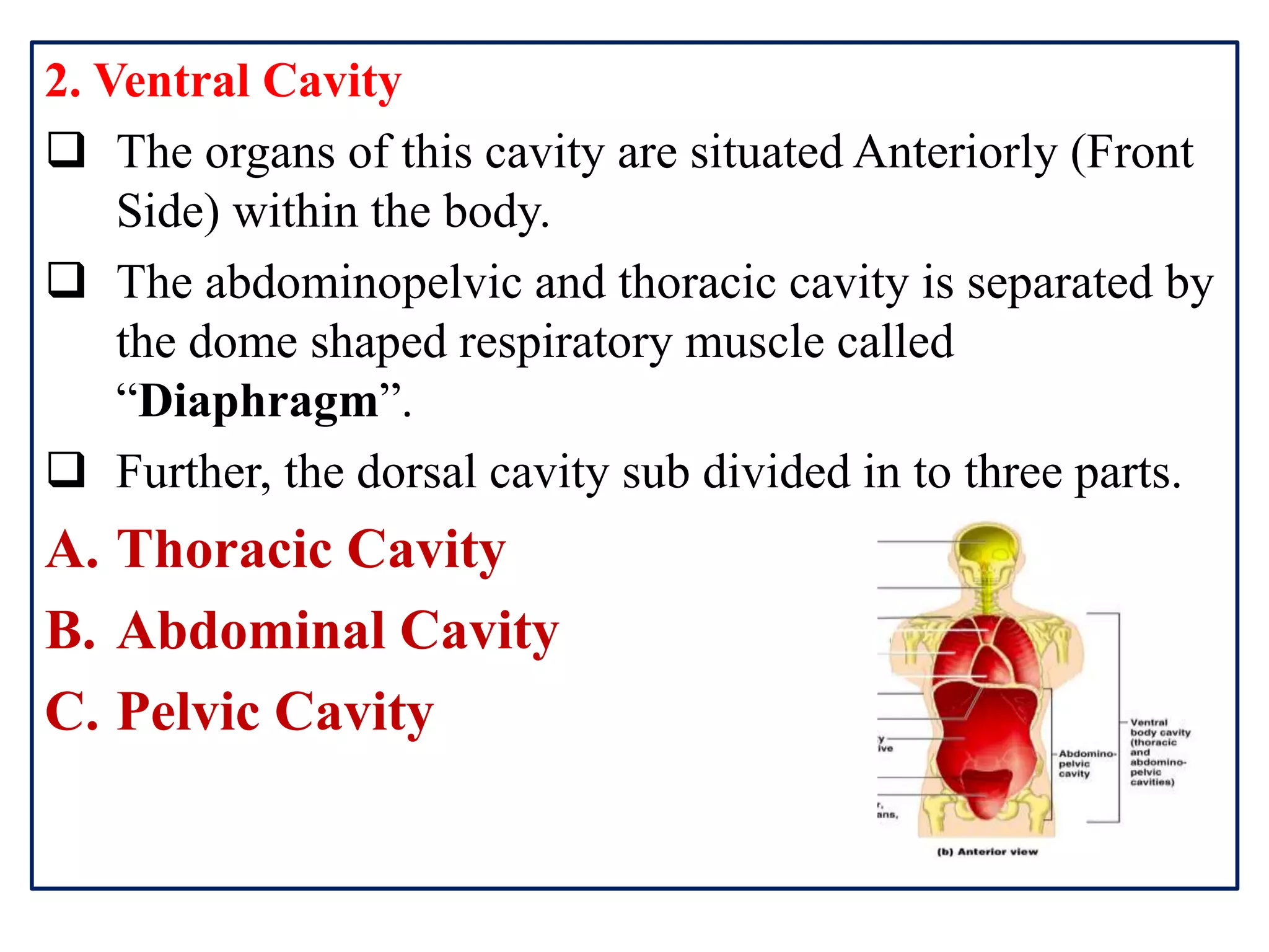INTRODUCTION OF HUMAN BODY (ANATOMY & PHYSIOLOGY).pptx