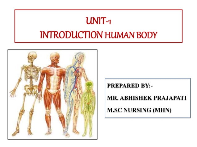 INTRODUCTION OF HUMAN BODY (ANATOMY & PHYSIOLOGY).pptx | Lung and ...