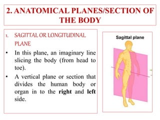 INTRODUCTION OF HUMAN BODY (ANATOMY & PHYSIOLOGY).pptx