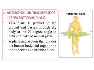 INTRODUCTION OF HUMAN BODY (ANATOMY & PHYSIOLOGY).pptx