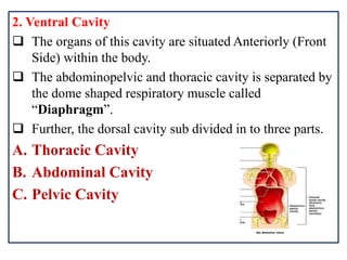 INTRODUCTION OF HUMAN BODY (ANATOMY & PHYSIOLOGY).pptx