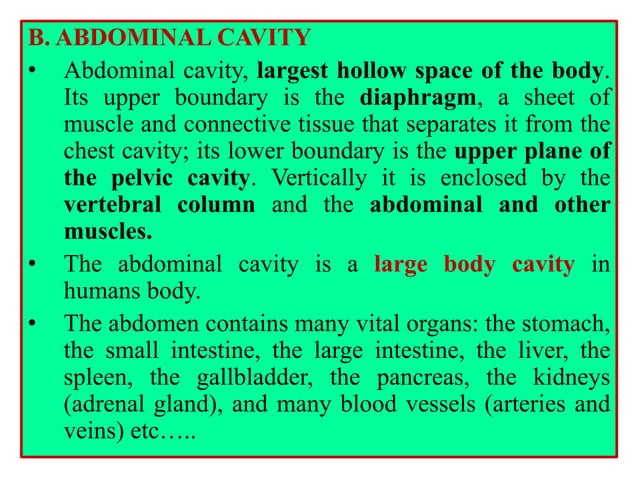 INTRODUCTION OF HUMAN BODY (ANATOMY & PHYSIOLOGY).pptx | Lung and Respiratory Health | Diseases ...