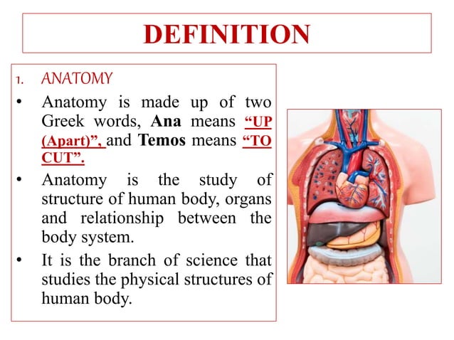 INTRODUCTION OF HUMAN BODY (ANATOMY & PHYSIOLOGY).pptx | Lung and ...