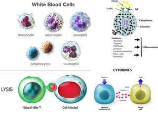 Introduction and types of immunity I Pharmaceutical Microbiology | PPTX ...
