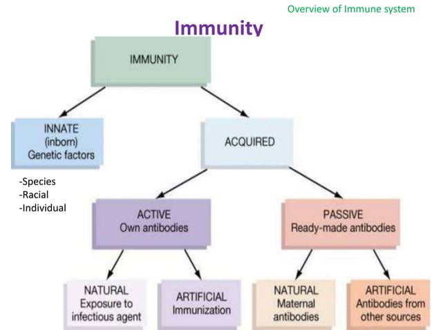 Introduction of immunology for bph class | PPTX | Infectious Diseases ...