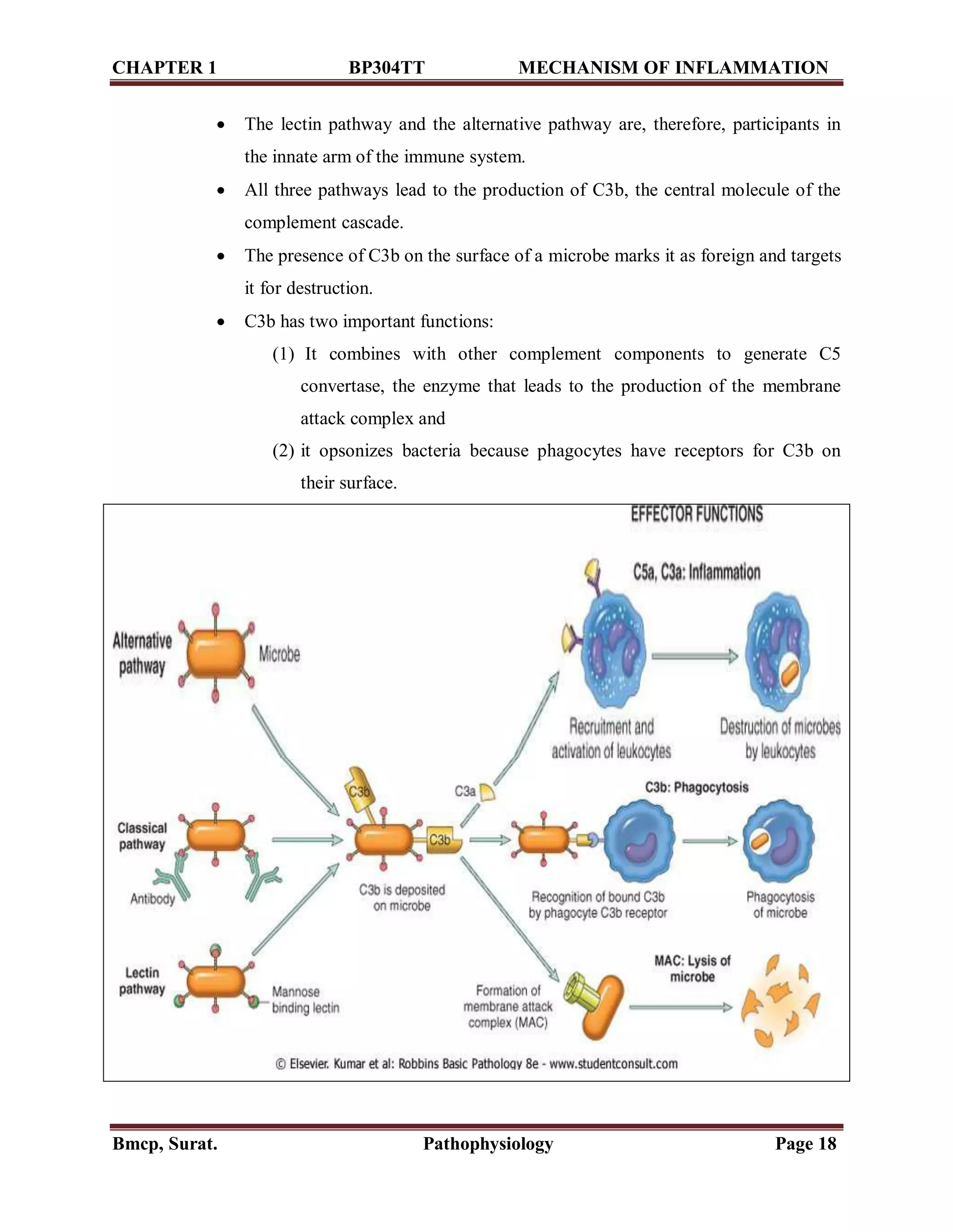 Introduction of inflammation | PDF