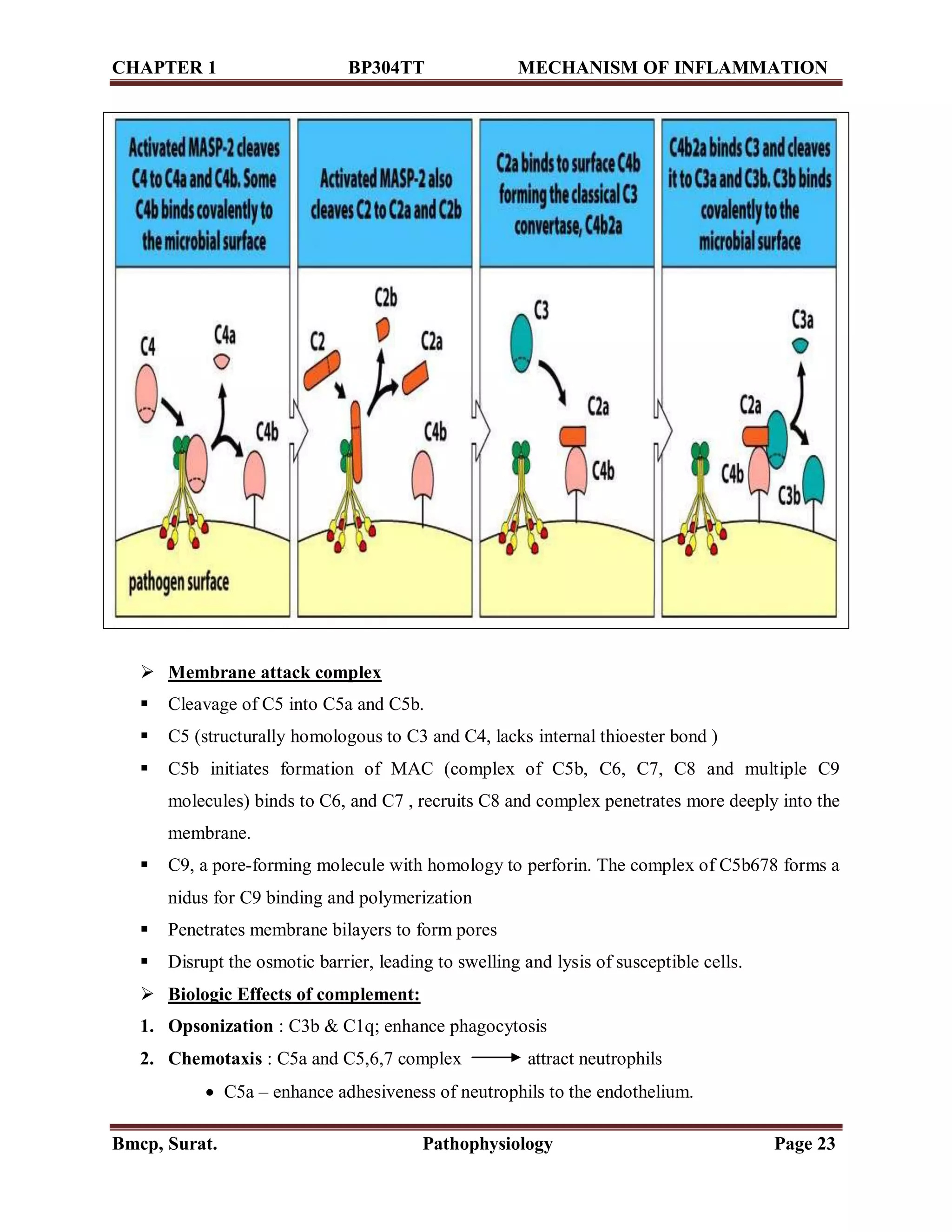 Introduction of inflammation | PDF
