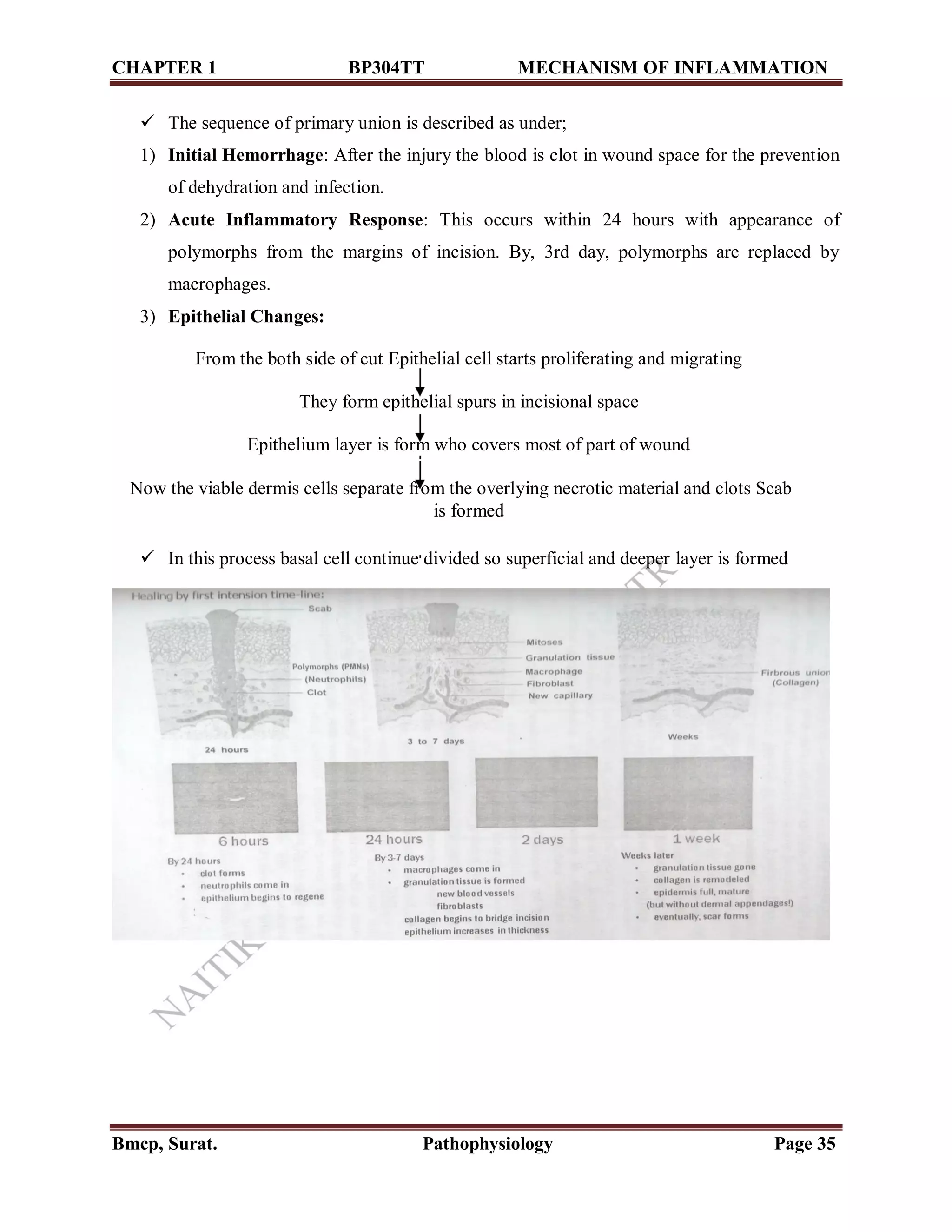 Introduction of inflammation | PDF