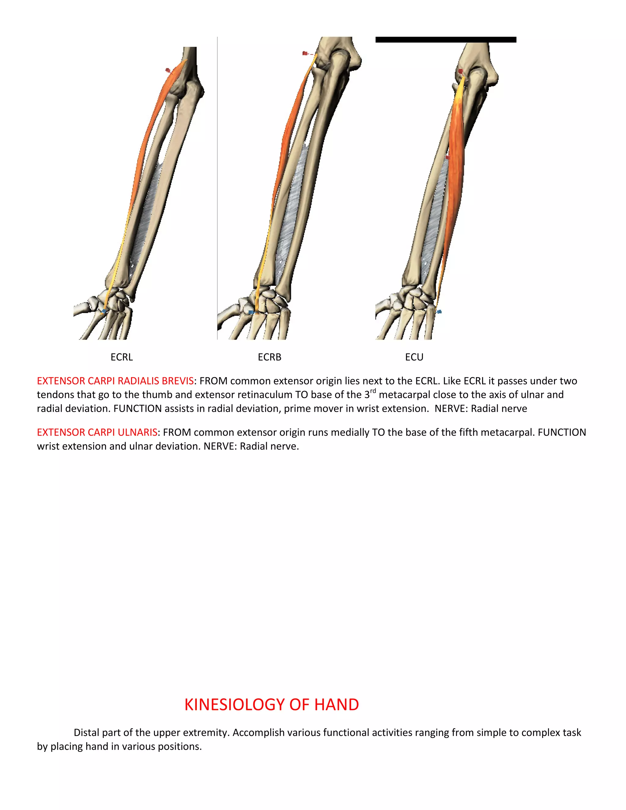 Introduction of kinesiology and upper limb anatomy | PDF