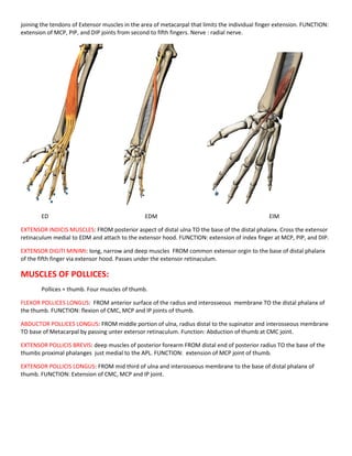 Introduction of kinesiology and upper limb anatomy | PDF