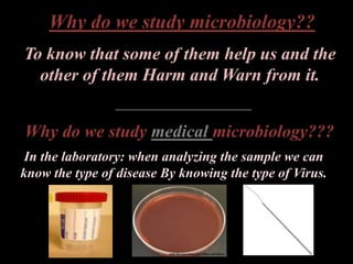 Introduction To Microbiology | PPTX
