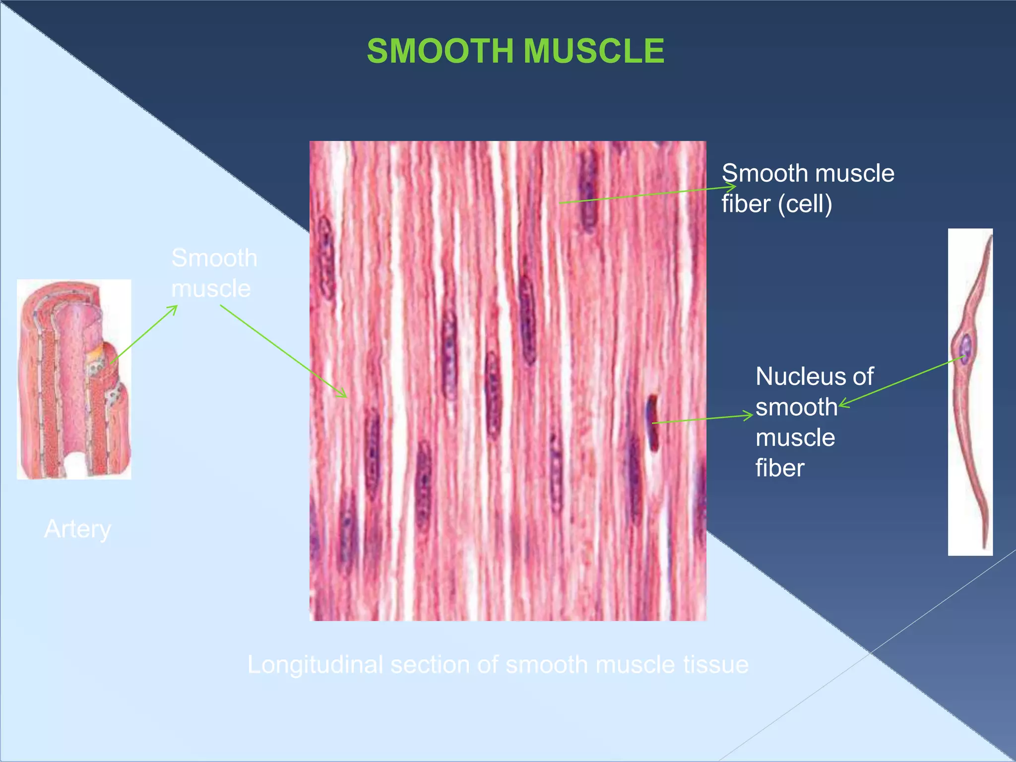 Introduction of muscle.pptx