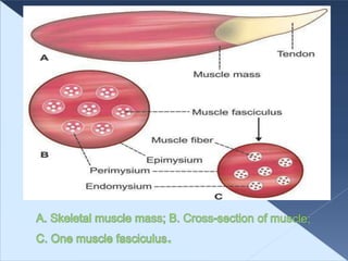 Introduction of muscle.pptx