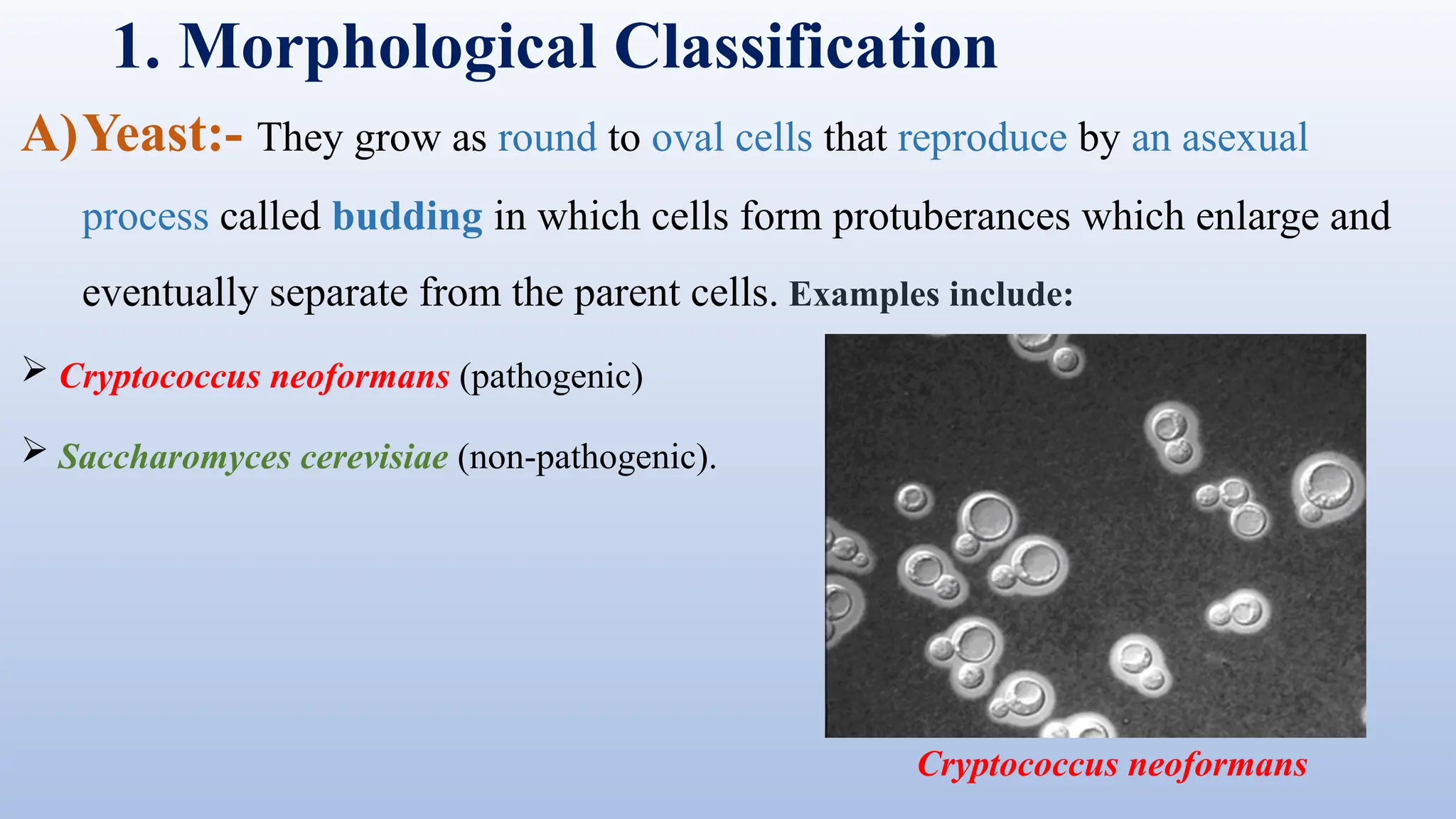 Fungus, Classification, Disease, Symptoms, Prevention, Treatment,etc.pptx