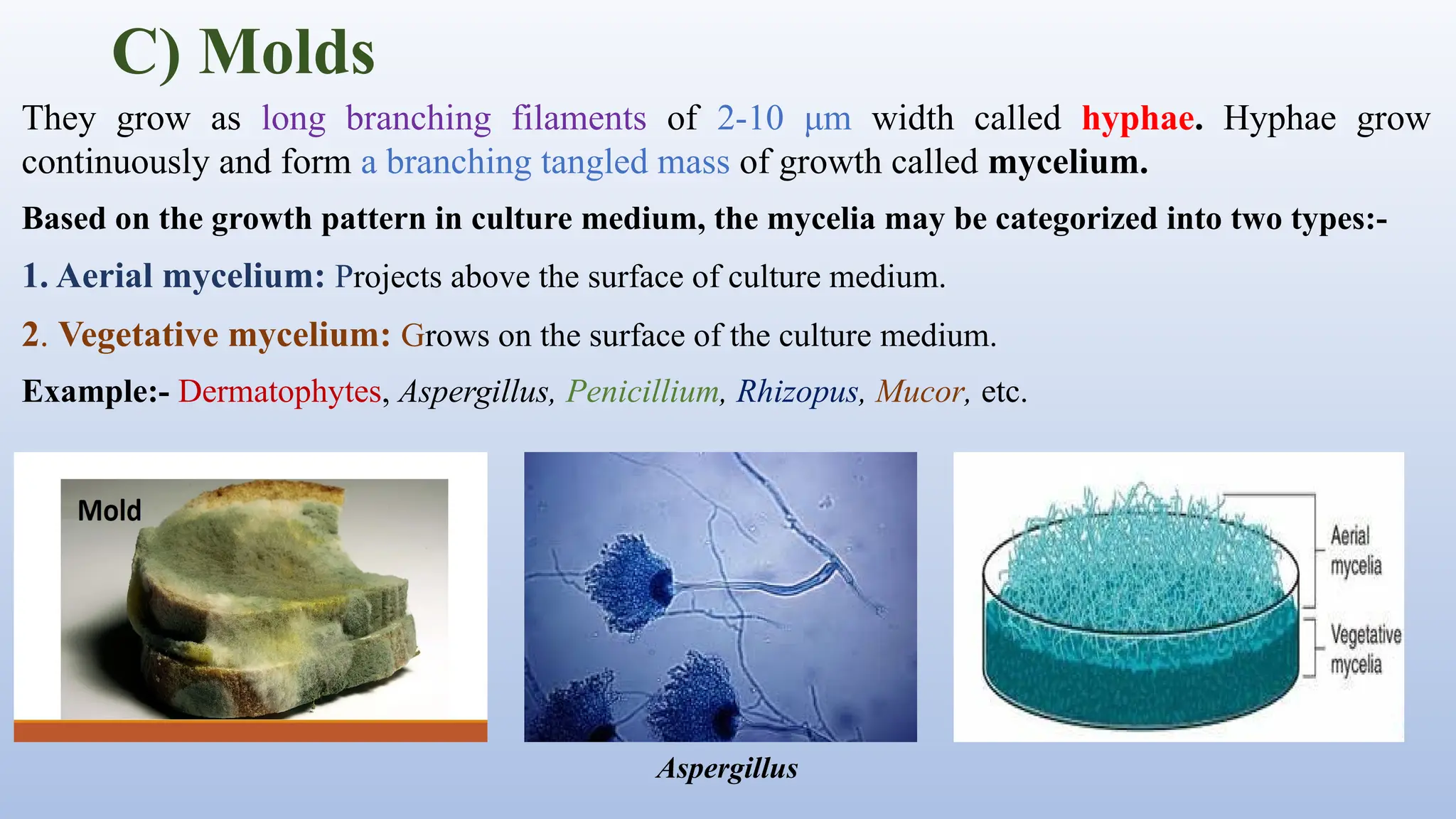 Fungus, Classification, Disease, Symptoms, Prevention, Treatment,etc.pptx