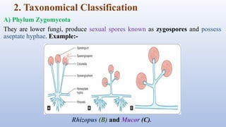 Fungus, Classification, Disease, Symptoms, Prevention, Treatment,etc.pptx