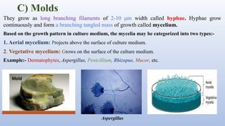 Fungus, Classification, Disease, Symptoms, Prevention, Treatment,etc.pptx