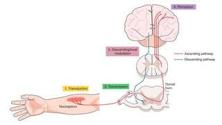 Introduction of pain and managment of pain.pptx