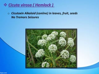 Introduction of Poisonous Plants with Special reference to Pakistan by ...