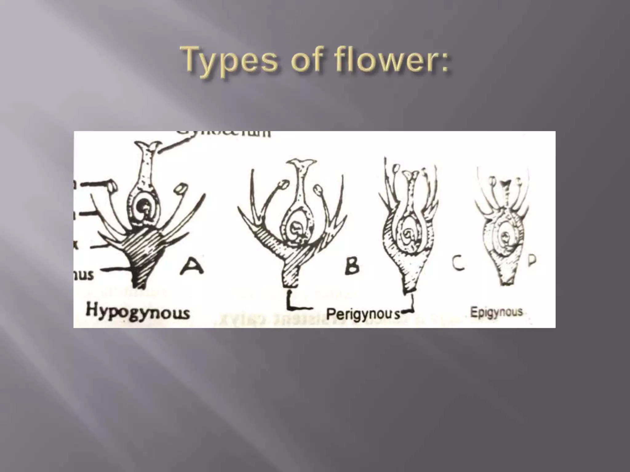 Introduction of Taxonomy.pptx
