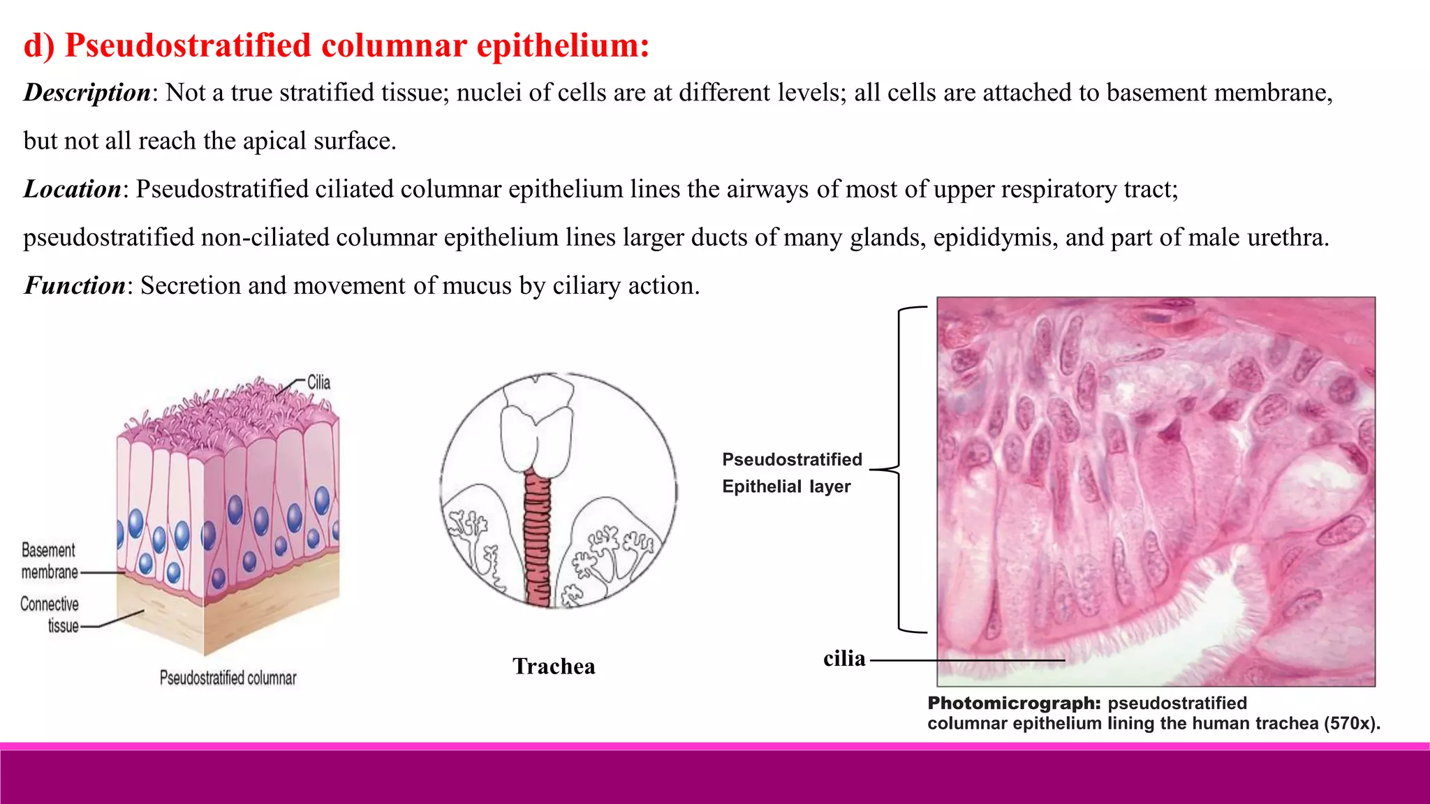 Introduction of tissue - Epithelial tissue | PDF